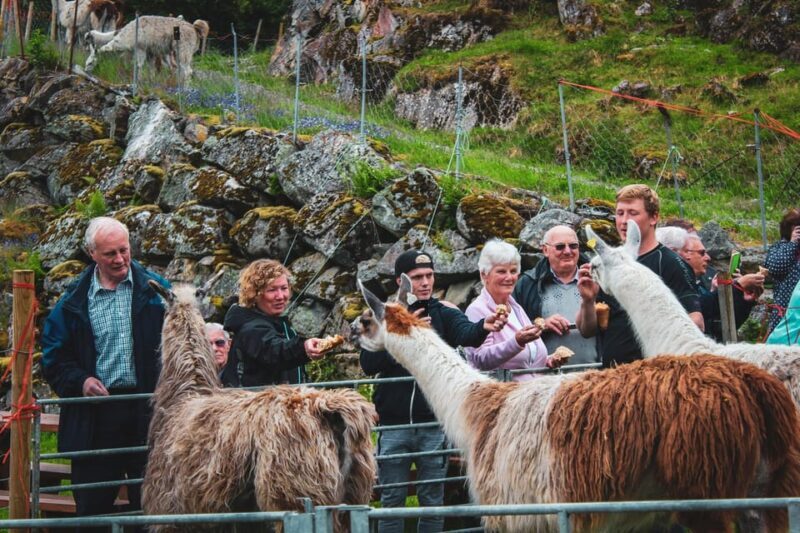 Ljøen, Hellesylt: Ljøen Farm Tour - Who’s this tour best for?