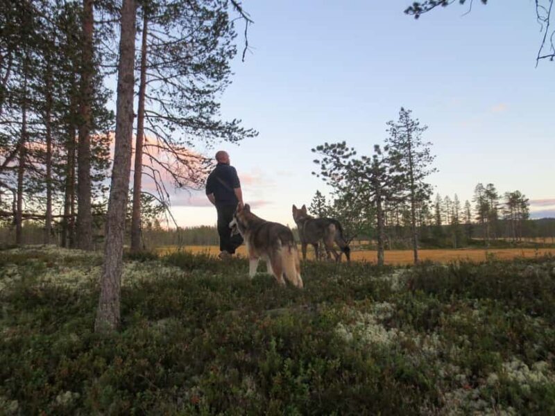 Ljørdalen - Trysil: Husky Hike with Campfire and lunch! - A Detailed Look at the Husky Hike Experience