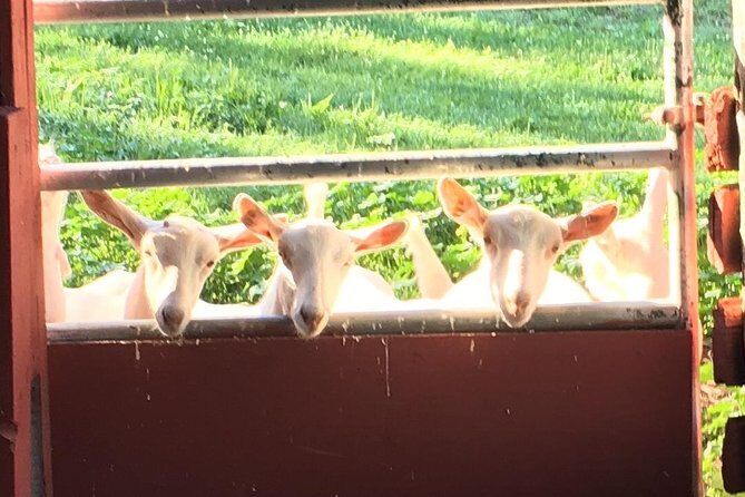 Llama/Alpaca Hike and Farm Tour - An In-Depth Look at the Experience