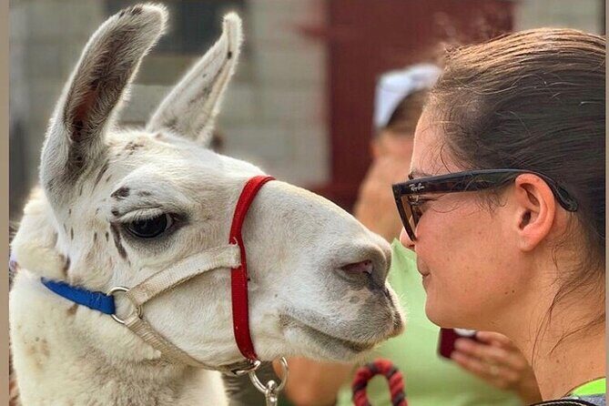 Llama/Alpaca Hike and Farm Tour - FAQ