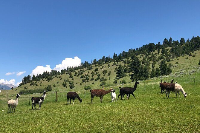 Llama Hike and Farm Tour - The Experience Provider: Montana Llama Guides