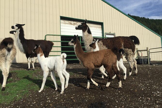 Llama Hike and Farm Tour - Practical Details