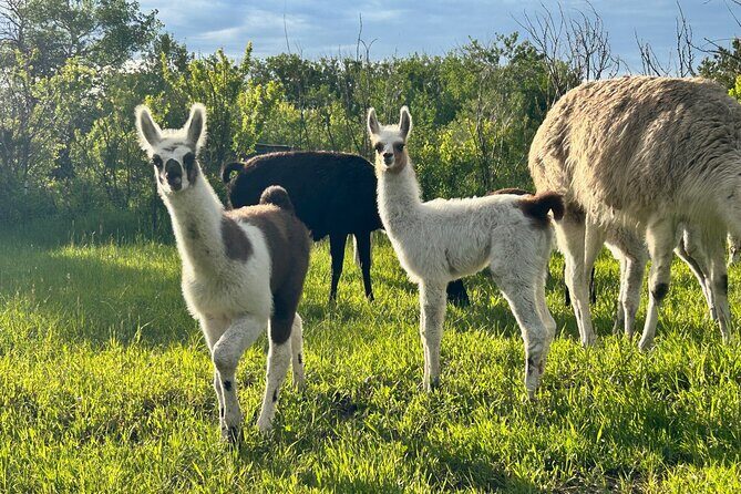 Llama Hike and Farm Tour - Who Should Consider This Tour?