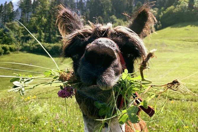 Llama hike through the wonderful Liechtenstein mountains - Key Points