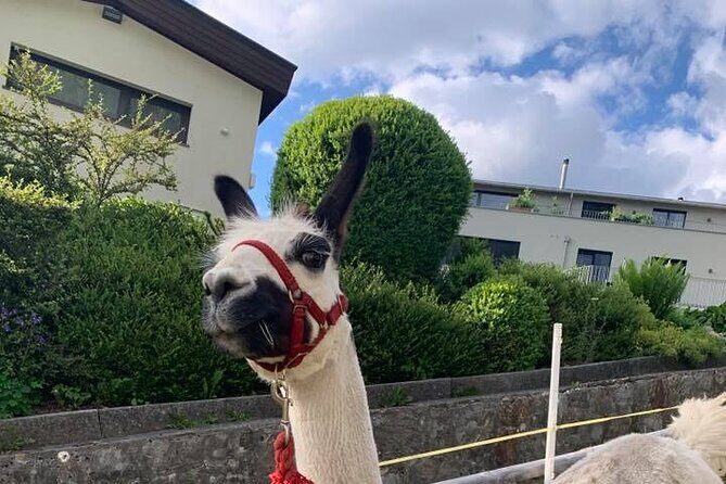 Llama hike through the wonderful Liechtenstein mountains - The Sum Up