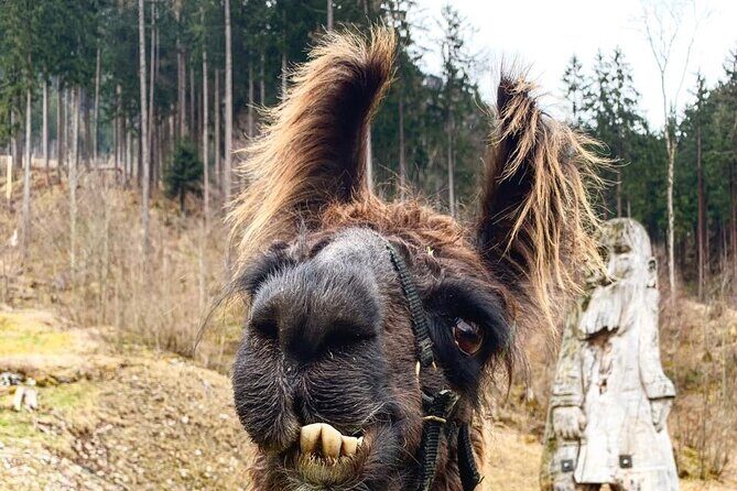 Llama hike through the wonderful Liechtenstein mountains - FAQ: Frequently Asked Questions