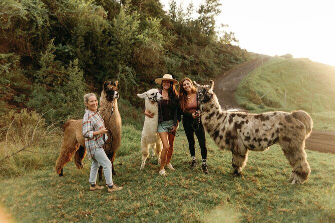 Llama Sunset Hike - The Llamas and Interaction