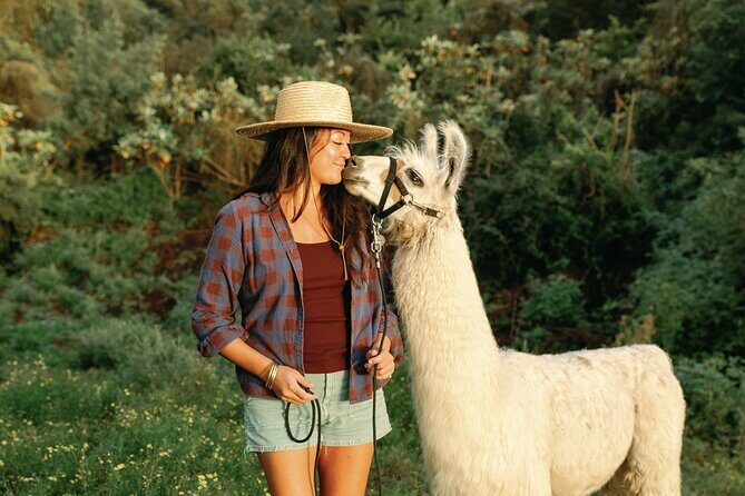 Llama Sunset Hike - Duration and Pace