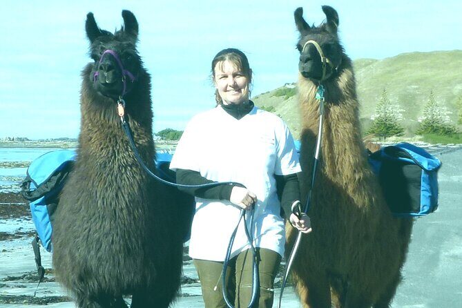 Llama Trek (Half-day) - Kaikoura Bay, Beaches & Seal Colony - An In-depth Look at the Tour
