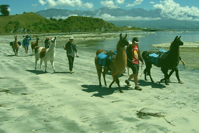 Llama Trek (Half-day) - Kaikoura Bay, Beaches & Seal Colony - Practical Details and Tips