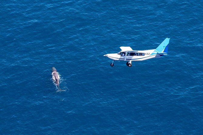 Llama Trek (Half-day) - Kaikoura Bay, Beaches & Seal Colony - Who Should Consider This Experience?