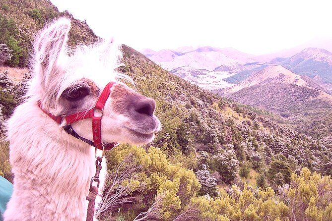 Llama Trek (Half-day) - Kaikoura Bay, Beaches & Seal Colony - FAQ