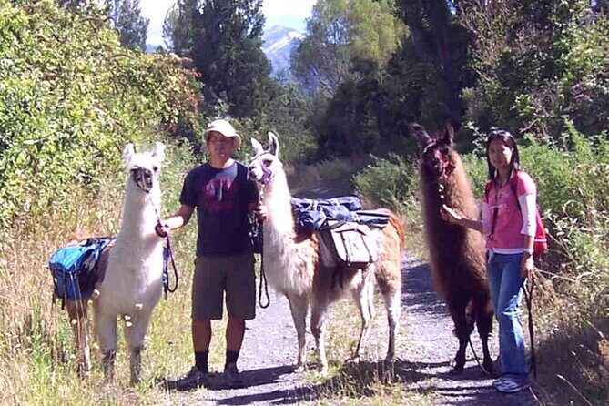 Llama Trek (Taster) - Kowhai River Valley and Native Woodland Tour - Exploring the Details of the Llama Trek Experience