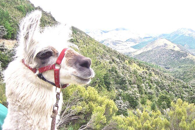 Llama Trek (Taster) - Kowhai River Valley and Native Woodland Tour - Final Thoughts: Is It Worth It?