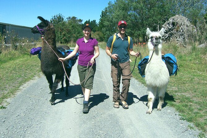 Llama Trek (Taster) - Kowhai River Valley and Native Woodland Tour - Frequently Asked Questions