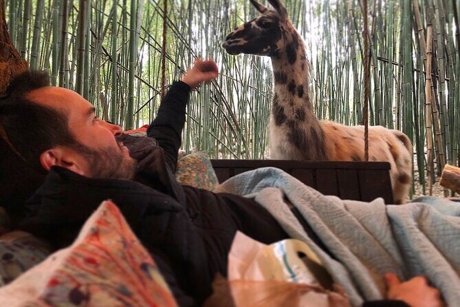 Llama Yoga - Introduction: The Allure of Llama Yoga in Atlanta