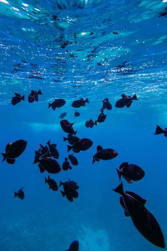 Lna'i Coast Snorkel & Sail from Lahaina - Key Points