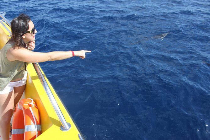 Lobos Island - The dolphin route - The Unpredictable Charm of Wildlife Tours