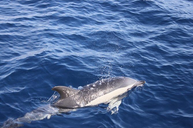 Lobos Island - The dolphin route - Who Would Love This Tour?