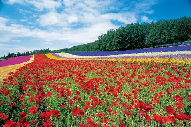 Local Adventure tour in Furano-Biei area - Value for Money