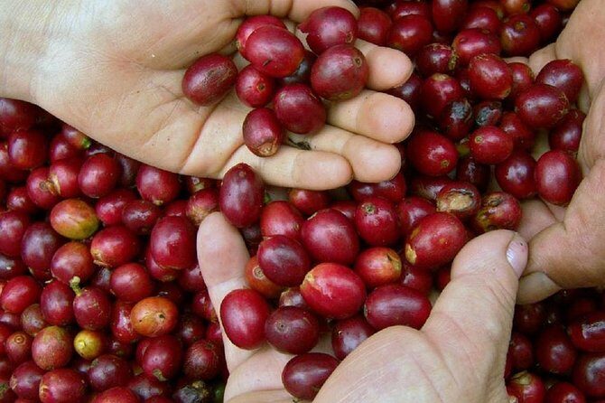 Local Coffee Tasting and Cultural Experience - The Sum Up