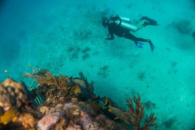 Local Dive in Playa del Carmen - Frequently Asked Questions
