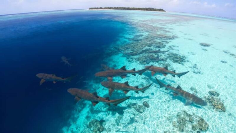 Local Experience: Nurse Shark & Hidden Reefs of Ari Atoll - Key Points