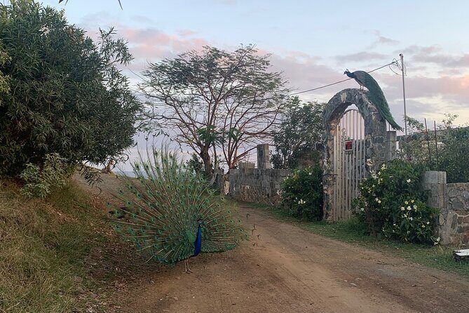 Local Experience, St. John U.S. Virgin Islands Food Tour - Final Word