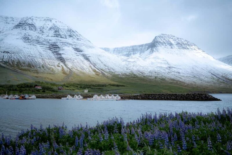 Local Guide Private Tour from Ísafjörður-Flexible Itinerary - Exploring the Hidden Fishing Villages