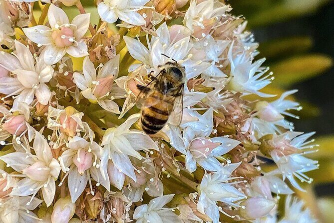 Local Honey-To-Table Tasting and Lunch Experience - Key Points