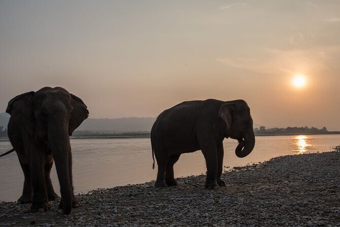 Local Living Nepal - Wildlife Safari in Chitwan National Park