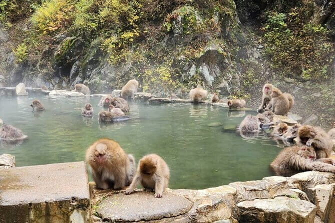 Local Private Tour to Jigokudani Snow Monkey Park - An Overview of the Experience
