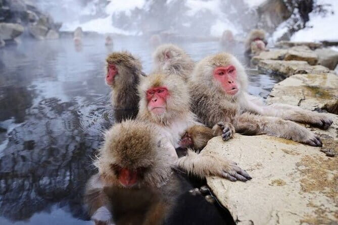 Local Private Tour to Jigokudani Snow Monkey Park - The Sum Up
