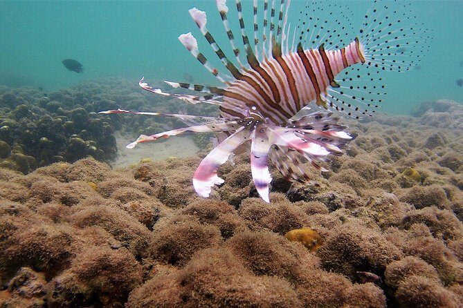 Local Reef Snorkelling and Deserted Beach - Exploring the Details of This Snorkeling and Beach Tour