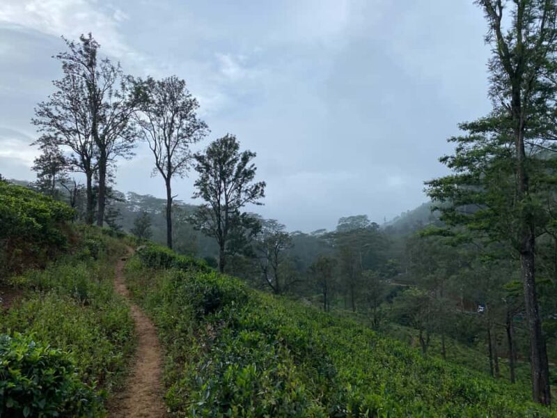 LOCATION: Hanthana to Galaha Pekoe Trail Stage 01 Trek - A Walk Through Sri Lanka’s Highland Beauty