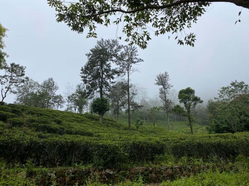 LOCATION: Hanthana to Galaha Pekoe Trail Stage 01 Trek - Final Thoughts: Why Choose This Trek?