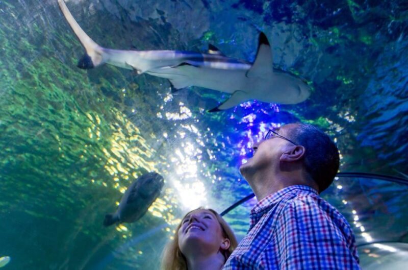 Loch Lomond: Sea Life Entrance Ticket - Discovering Loch Lomond: Sea Life Aquarium – A Family-Friendly Underwater Adventure