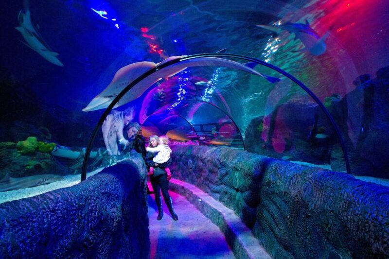Loch Lomond: Sea Life Entrance Ticket - What to Expect at Loch Lomond Sea Life Aquarium