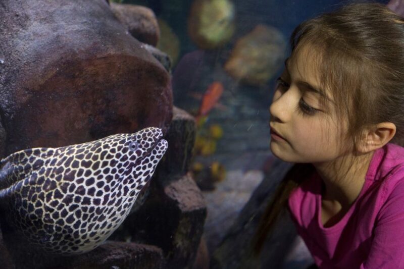 Loch Lomond: Sea Life Entrance Ticket - The Experience: A Closer Look