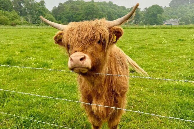 Loch Ness, Culloden, Clava and whisky/gin tour from Inverness. - A Detailed Look at the Highland Tour Experience