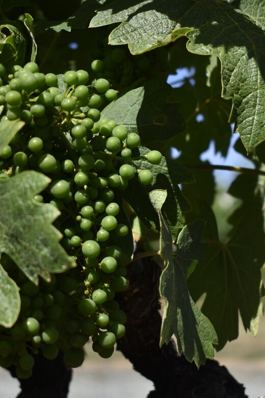 Lodi: Wine Tasting Tour Private Customized 1 -14 Group - An In-Depth Look at the Lodi Private Wine Tour