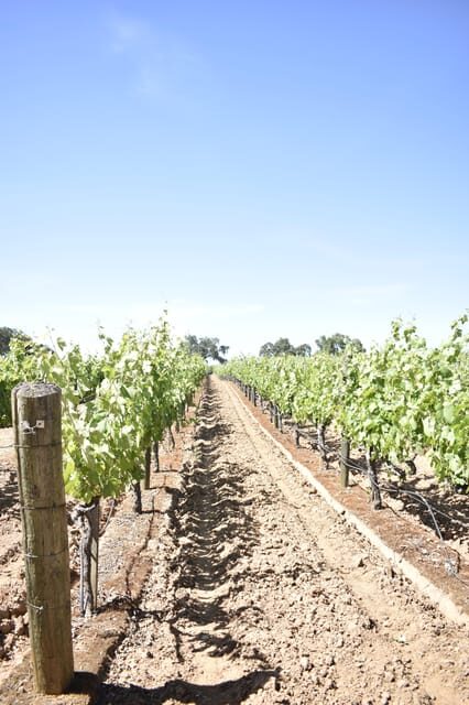 Lodi: Wine Tasting Tour Private Customized 1 -14 Group - Why Choose This Tour?