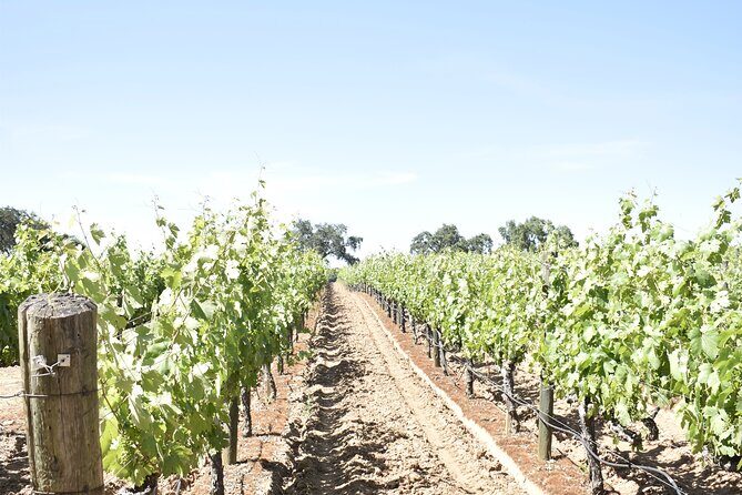 Lodi wine tasting tours Customized private 1 to 14 passenger - Who Will Love This Tour?