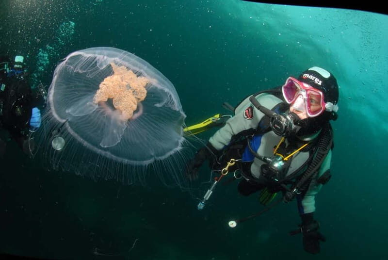 Lofoten: First Time Scuba Diving Experience - Exploring the Experience: What Youll Encounter