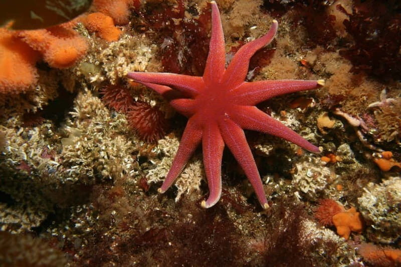 Lofoten: First Time Scuba Diving Experience - Who Should Consider This Experience?