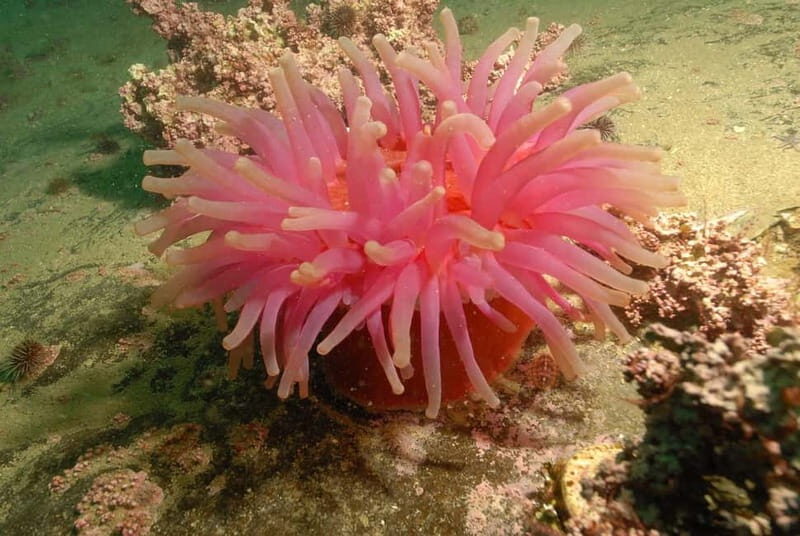 Lofoten: First Time Scuba Diving Experience - Final Thoughts: Is It Right for You?