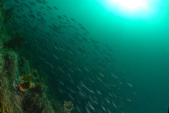 Lofoten Grand Canyon Snorkeling Tour - Key Points