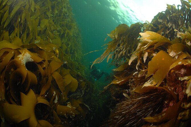 Lofoten Grand Canyon Snorkeling Tour - The Experience Up Close