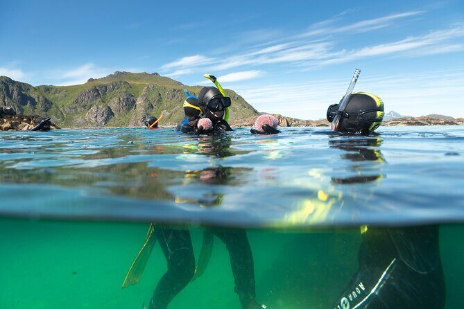 Lofoten Grand Canyon Snorkeling Tour - The Value of This Tour