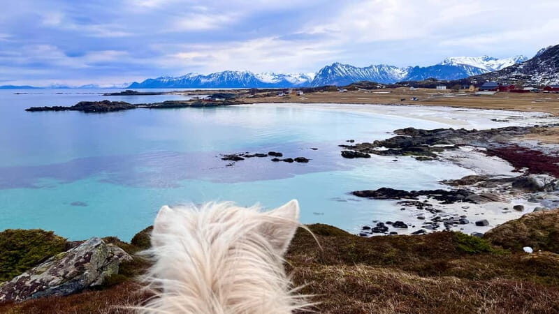 Lofoten: Guided Horse Riding Tour Over Hov and Hovsund - Authentic, Relaxed, Educational — a Truly Lofoten Experience